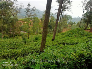 Bandarawela tea estate for sale - Bandarawela, Badulla - Sri Lanka's ...